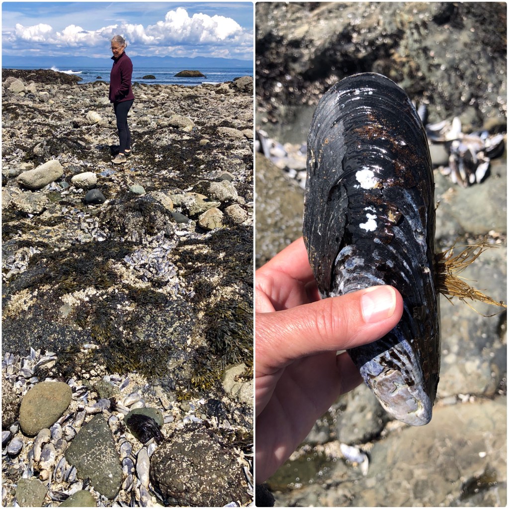 Mussel Beach | The Road Less Traveled