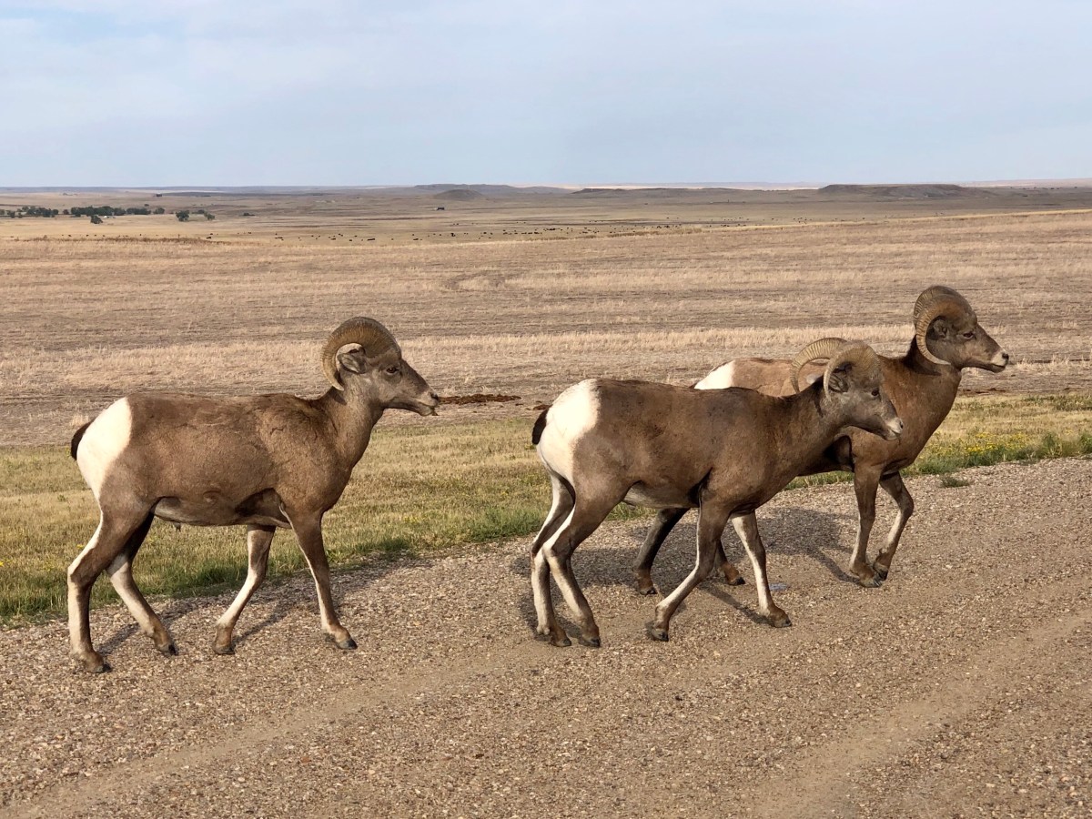 Ewe Got Big Horns | The Road Less Traveled